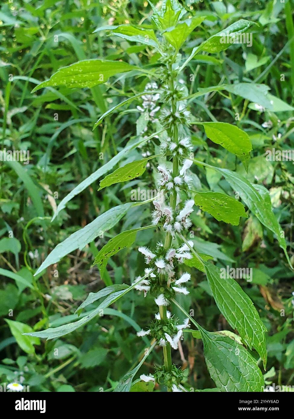 common motherwort (Leonurus cardiaca Stock Photo - Alamy