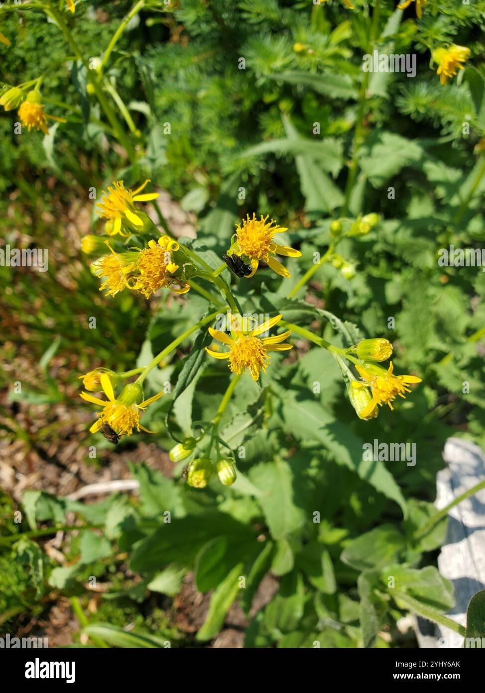 Arrowleaf Senecio (Senecio triangularis Stock Photo - Alamy