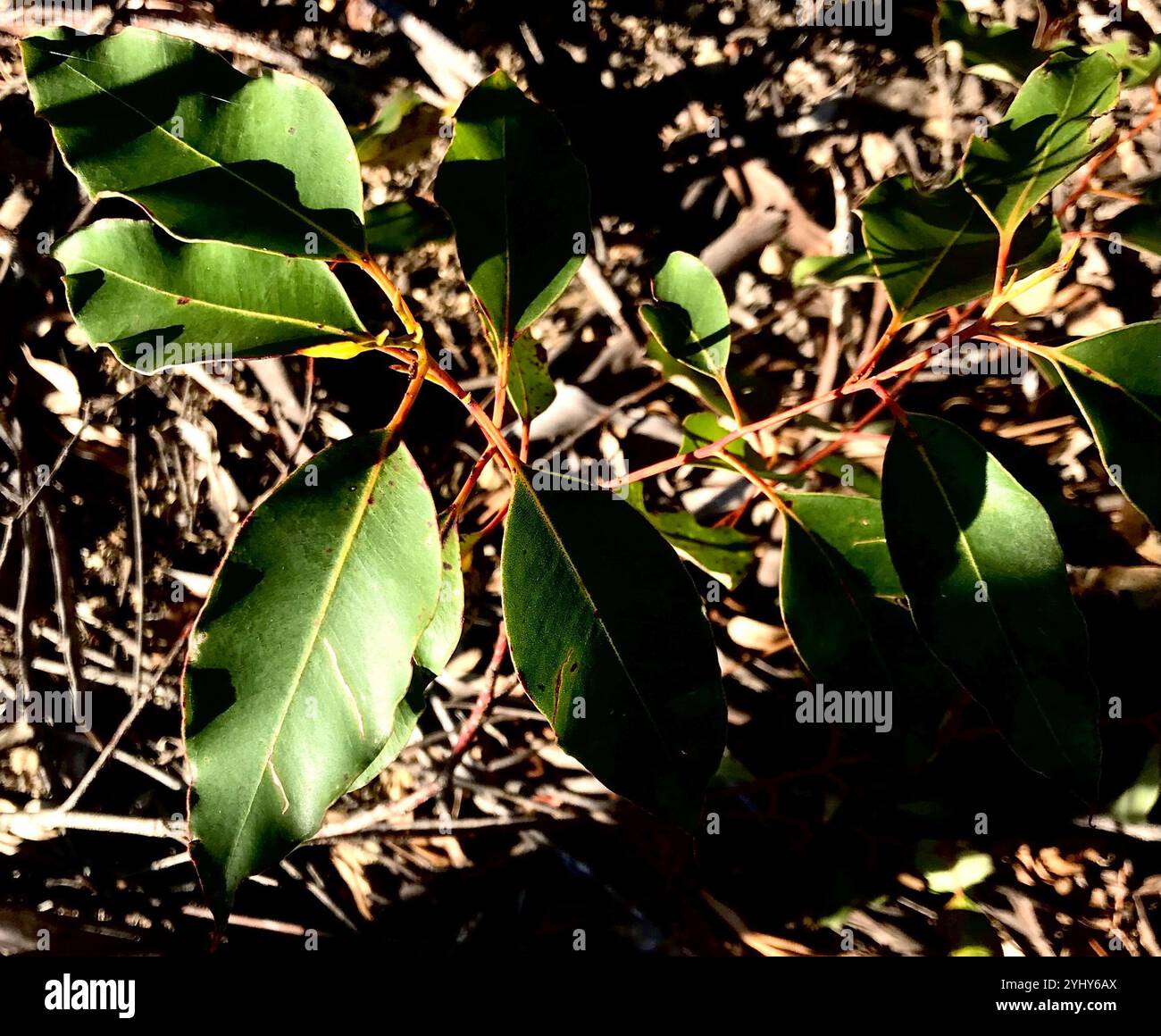 Sydney Blue Gum (Eucalyptus saligna Stock Photo - Alamy