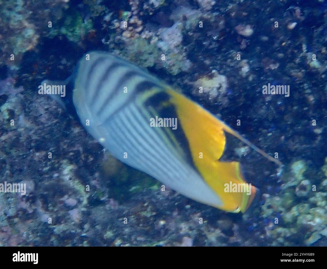 Threadfin Butterflyfish (Chaetodon auriga Stock Photo - Alamy