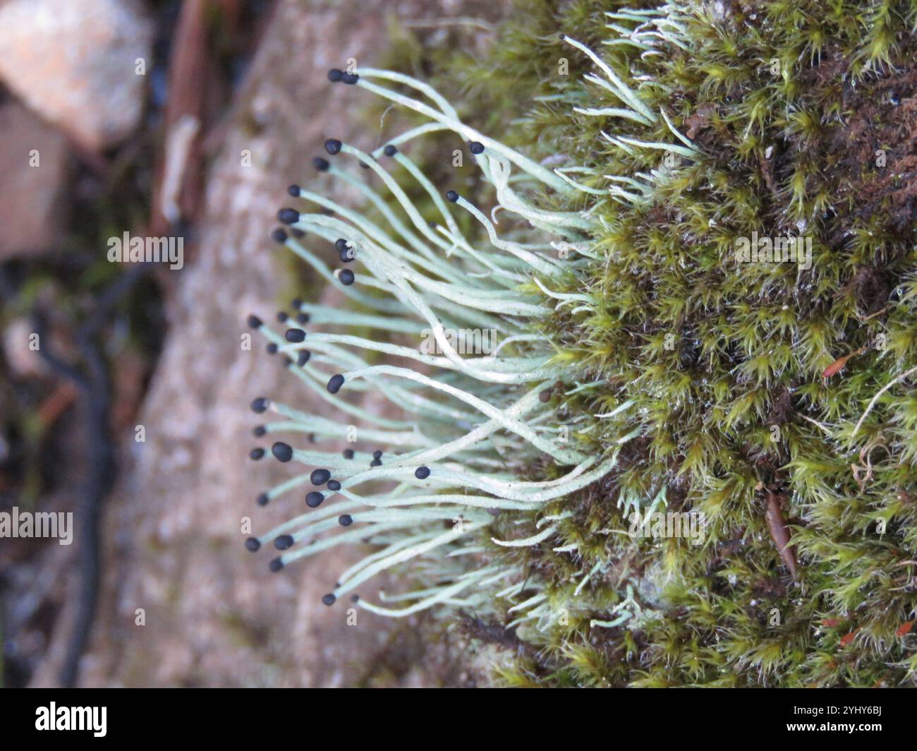 Devil's matchstick (Pilophorus acicularis Stock Photo - Alamy