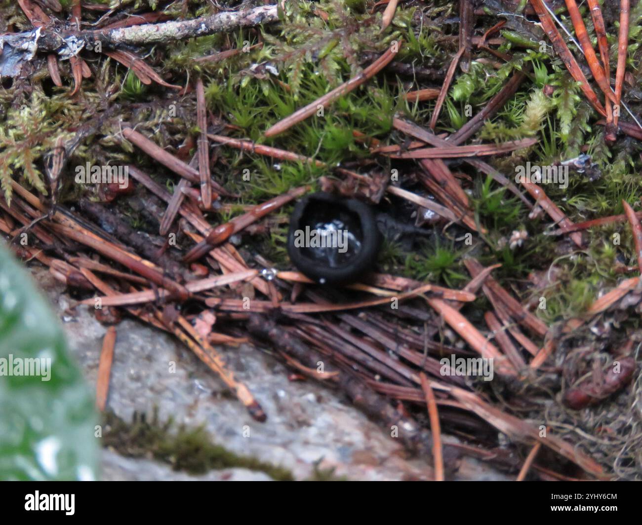 Plectania hi-res stock photography and images - Alamy