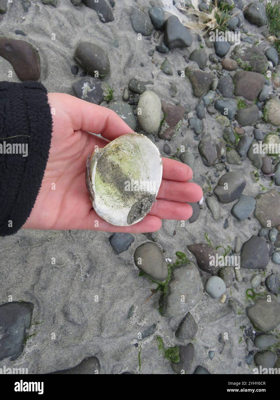 Butter Clam (Saxidomus gigantea Stock Photo - Alamy