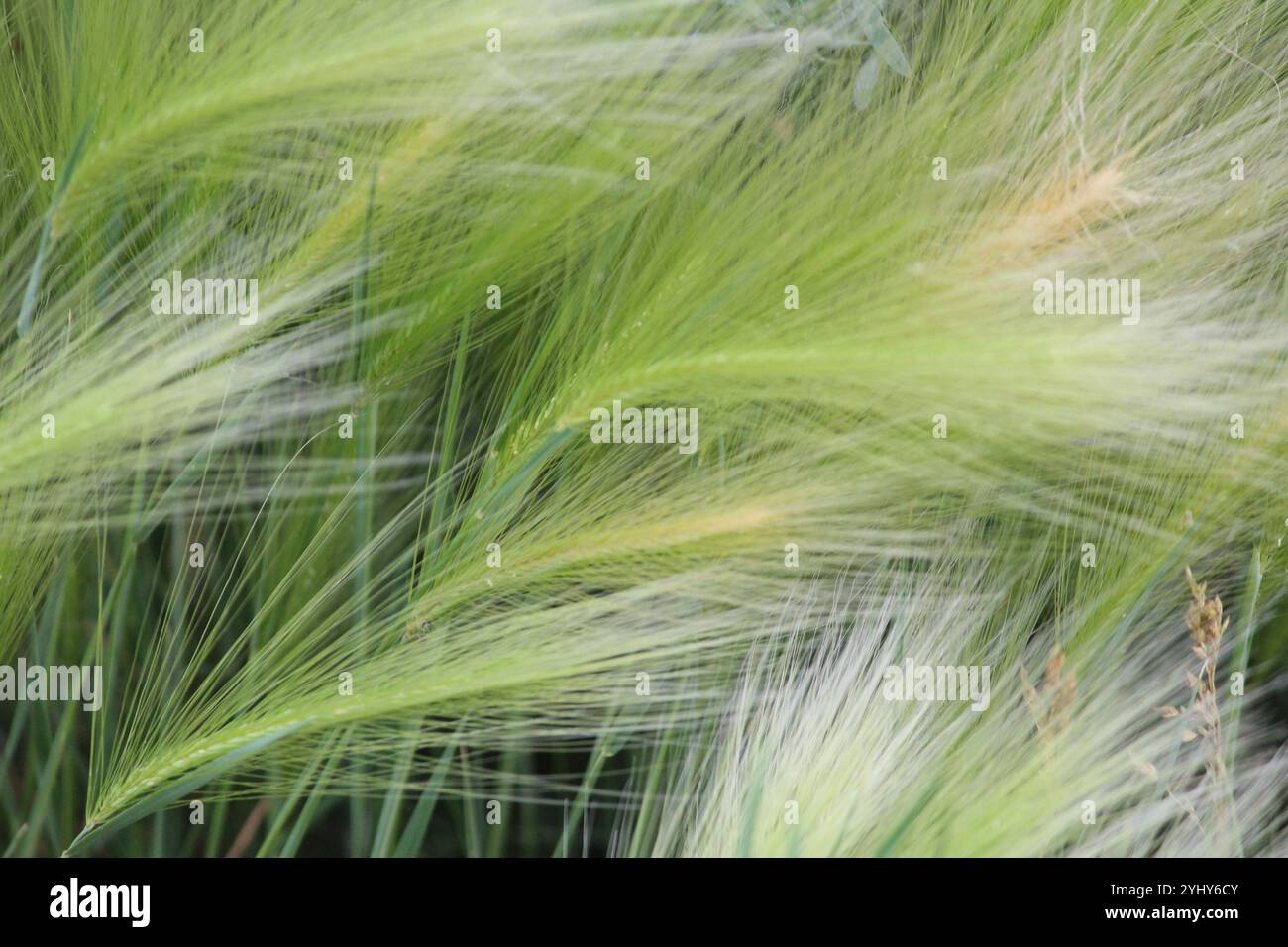 Foxtail Barley (Hordeum jubatum Stock Photo - Alamy