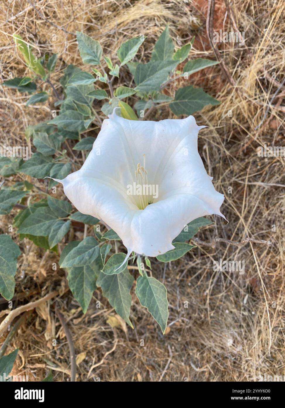 Sacred Datura (Datura wrightii Stock Photo - Alamy