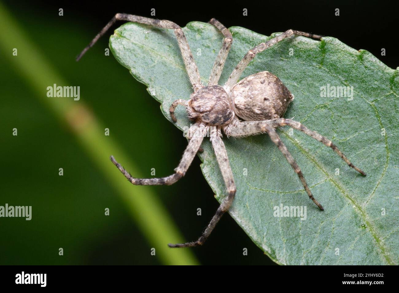 Running Crab Spiders (Philodromus Stock Photo - Alamy