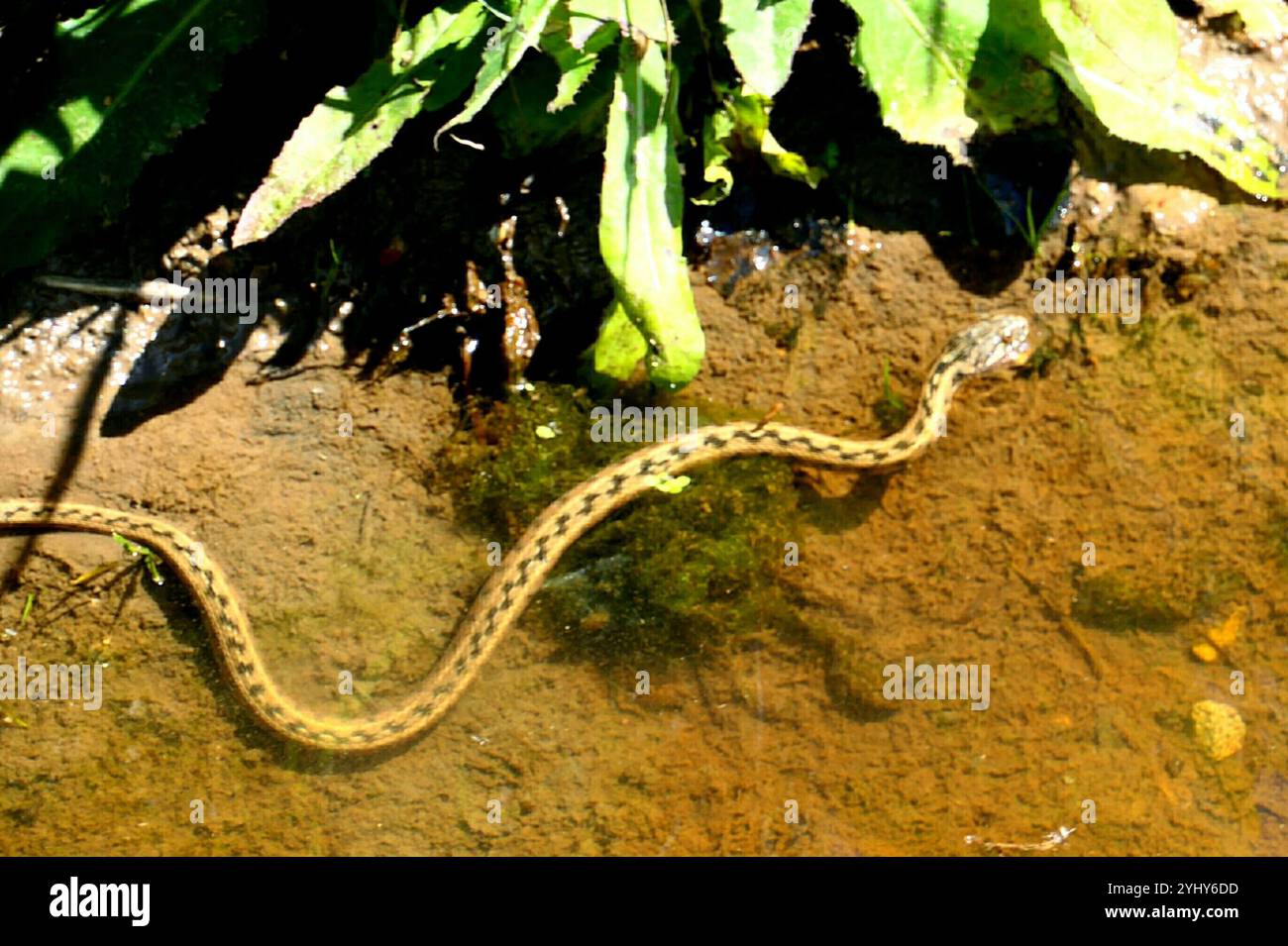 Viperine Snake (Natrix maura Stock Photo - Alamy