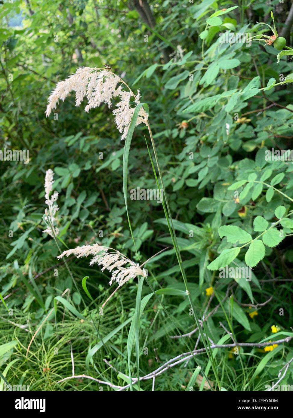 canadian bluejoint (Calamagrostis canadensis Stock Photo - Alamy
