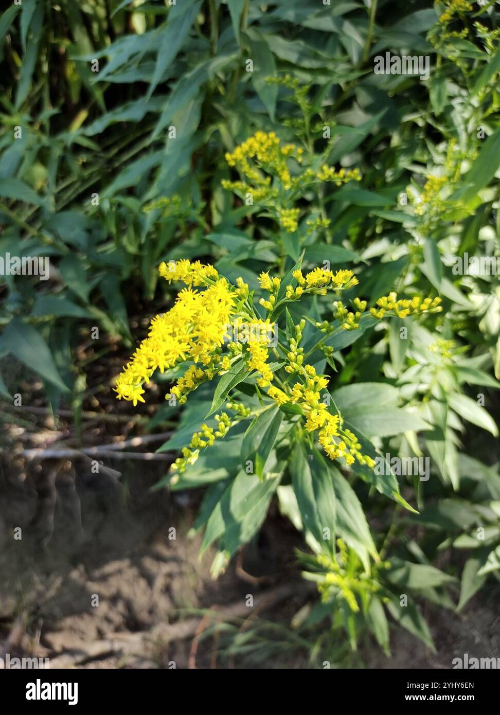 giant goldenrod (Solidago gigantea Stock Photo - Alamy
