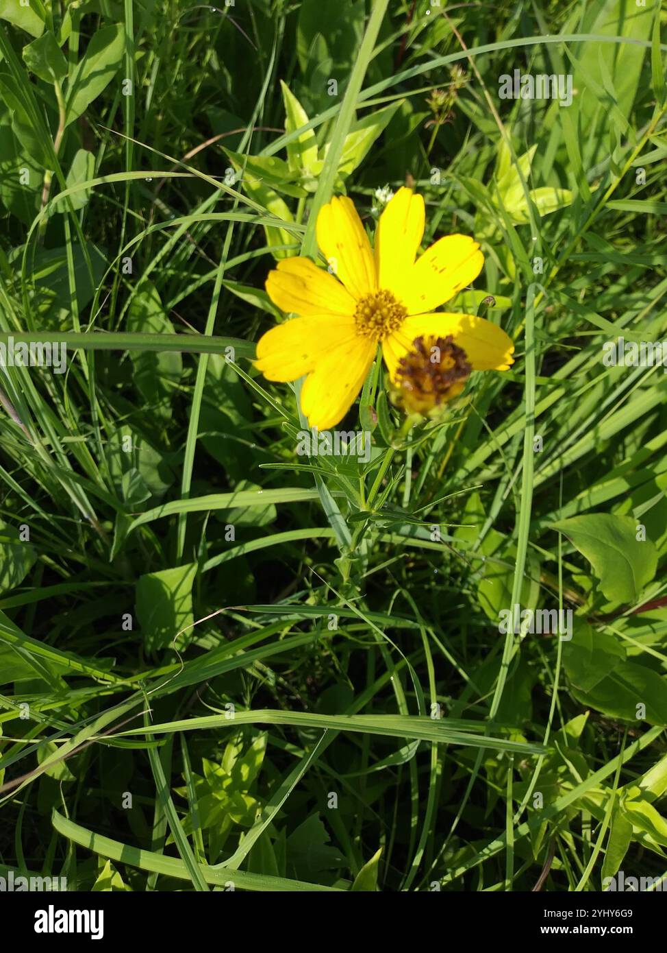 Prairie Coreopsis (Coreopsis palmata Stock Photo - Alamy