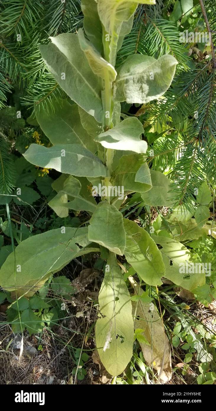 great mullein (Verbascum thapsus Stock Photo - Alamy
