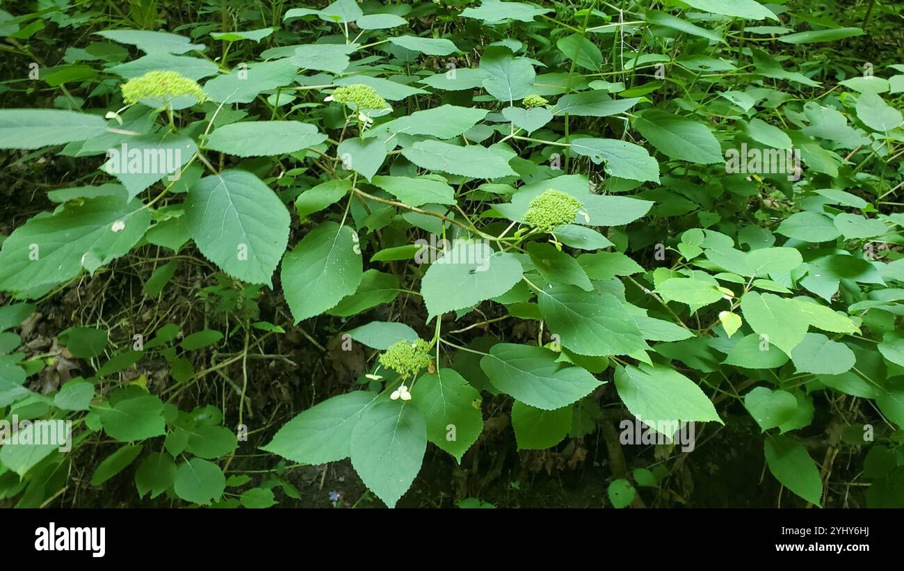 wild hydrangea (Hydrangea arborescens Stock Photo - Alamy