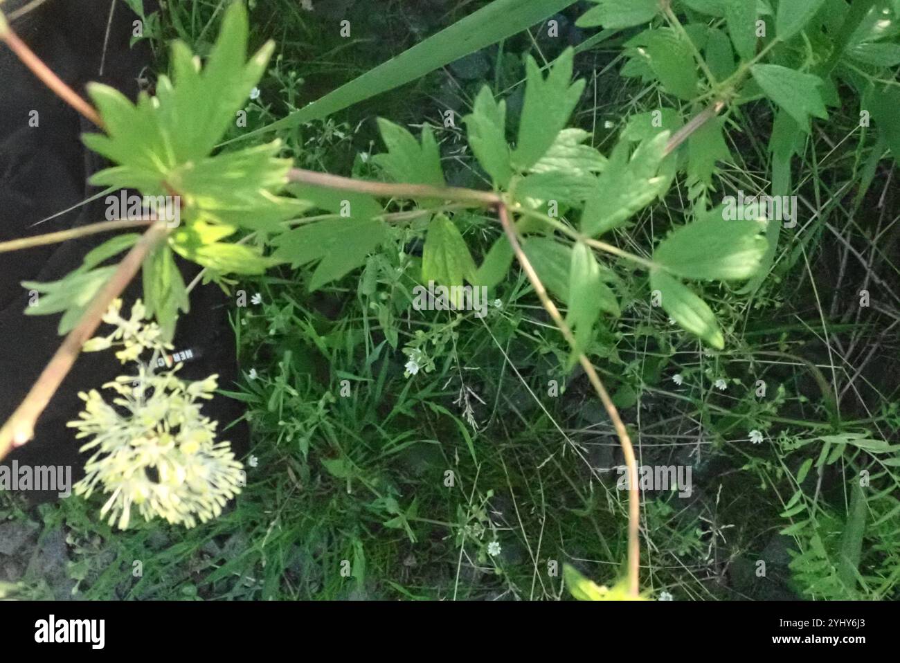 Common Meadow-rue (Thalictrum flavum Stock Photo - Alamy