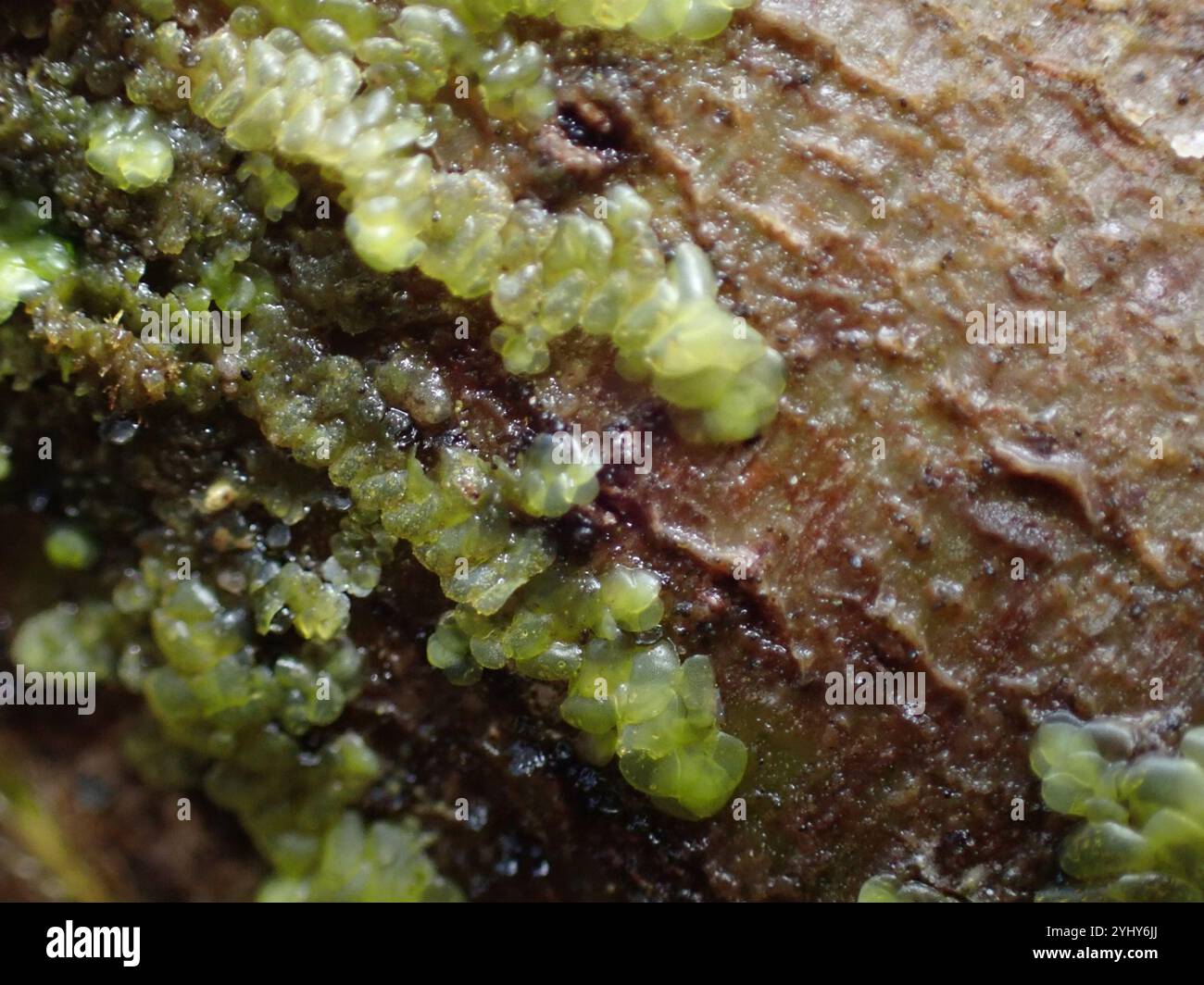 Flat-leaved Scalewort (Radula complanata Stock Photo - Alamy