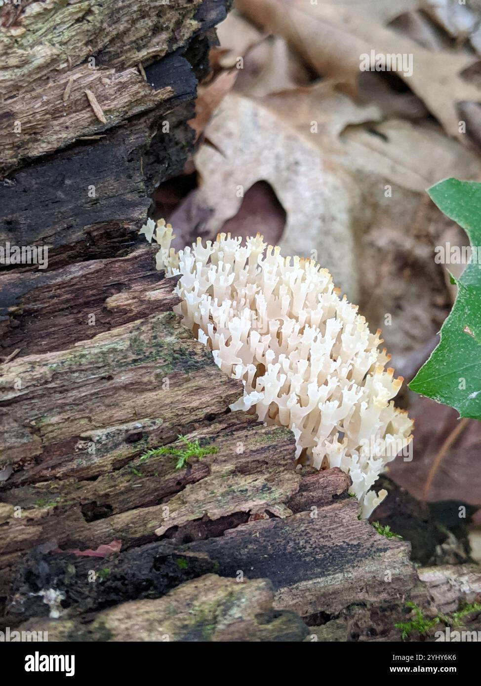 crown-tipped coral fungus (Artomyces pyxidatus Stock Photo - Alamy
