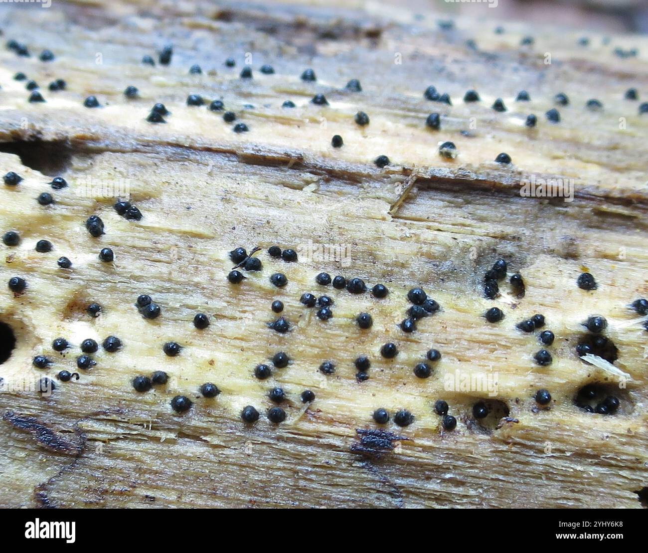 Rosellinia hi-res stock photography and images - Alamy