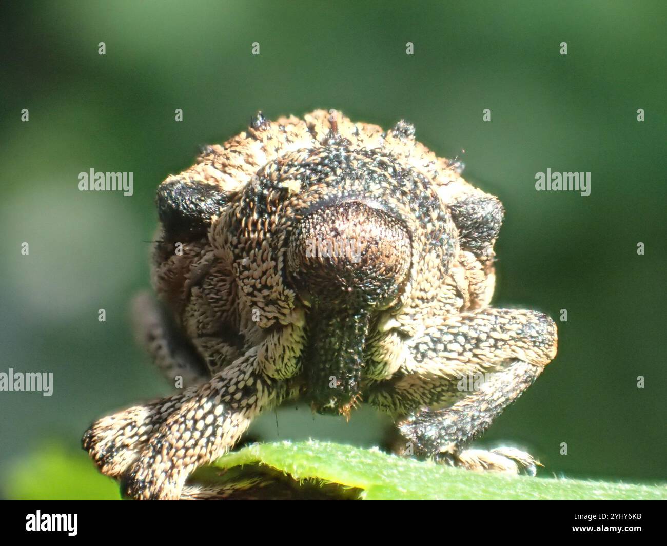 Desmidophorus hi-res stock photography and images - Alamy