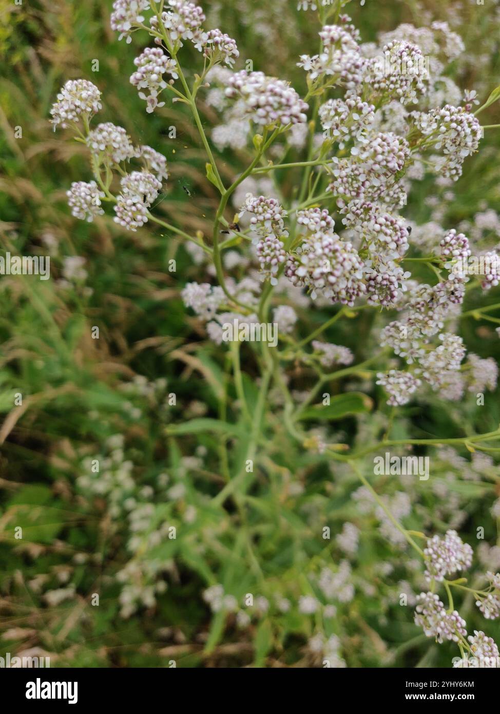 broadleaved pepperweed (Lepidium latifolium Stock Photo - Alamy