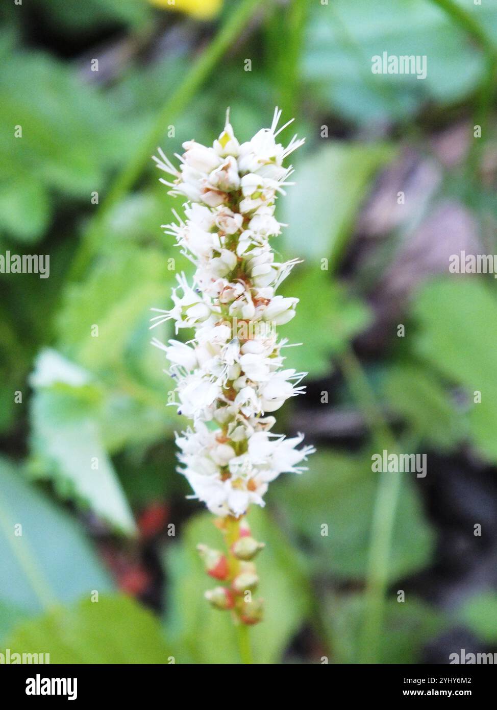 alpine bistort (Bistorta vivipara Stock Photo - Alamy