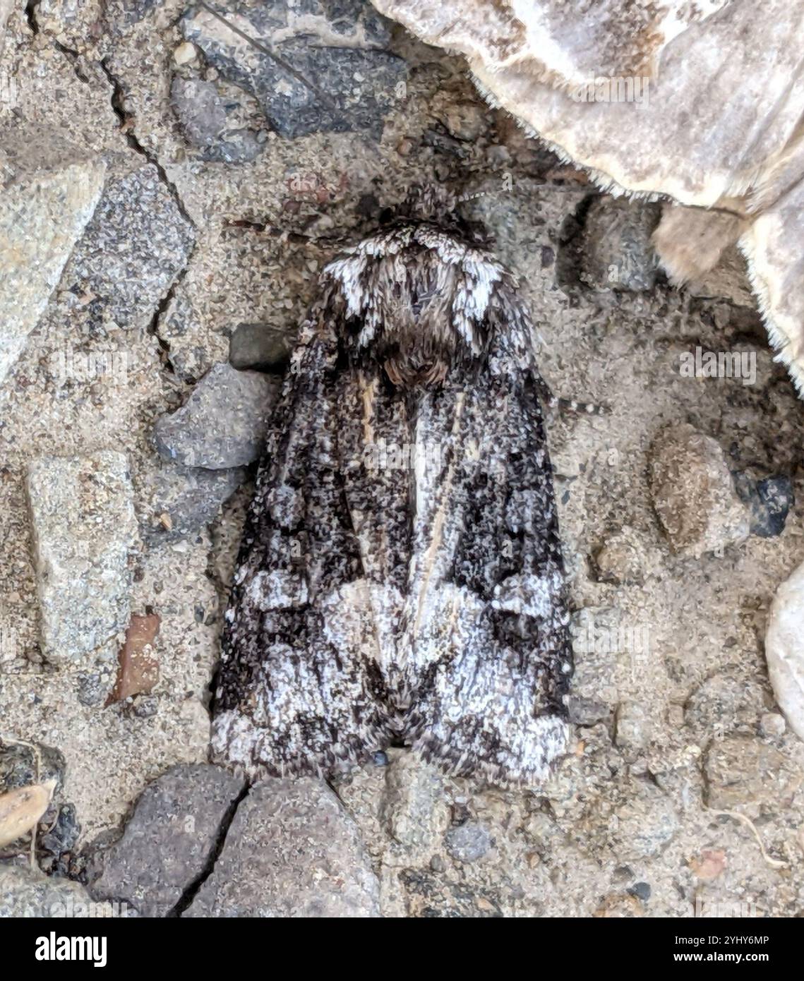 Olive Arches Moth (Lacinipolia olivacea Stock Photo - Alamy