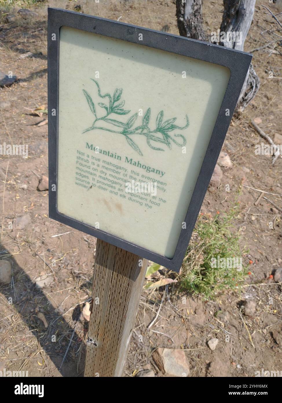 Curlleaf Mountain Mahogany (Cercocarpus ledifolius Stock Photo - Alamy