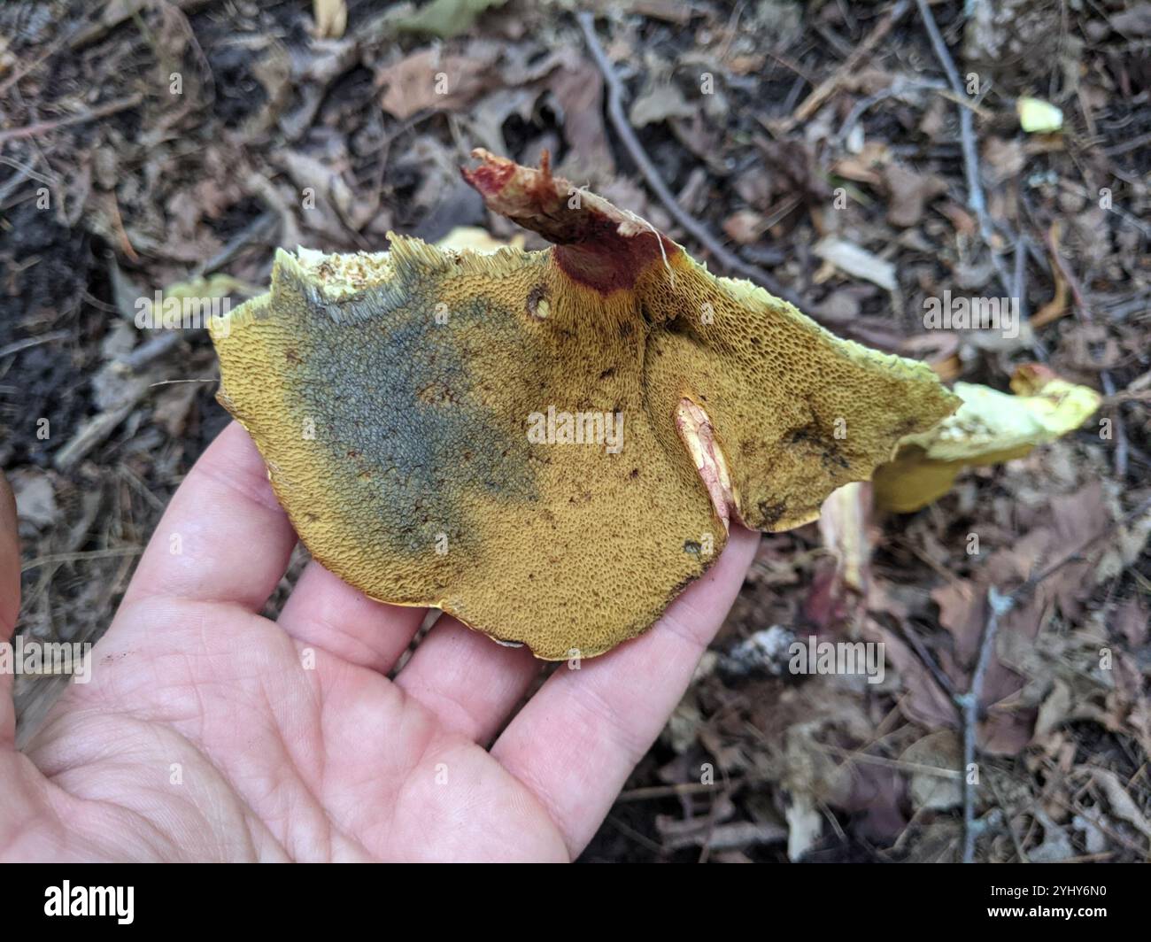 Two colored bolete hi-res stock photography and images - Alamy