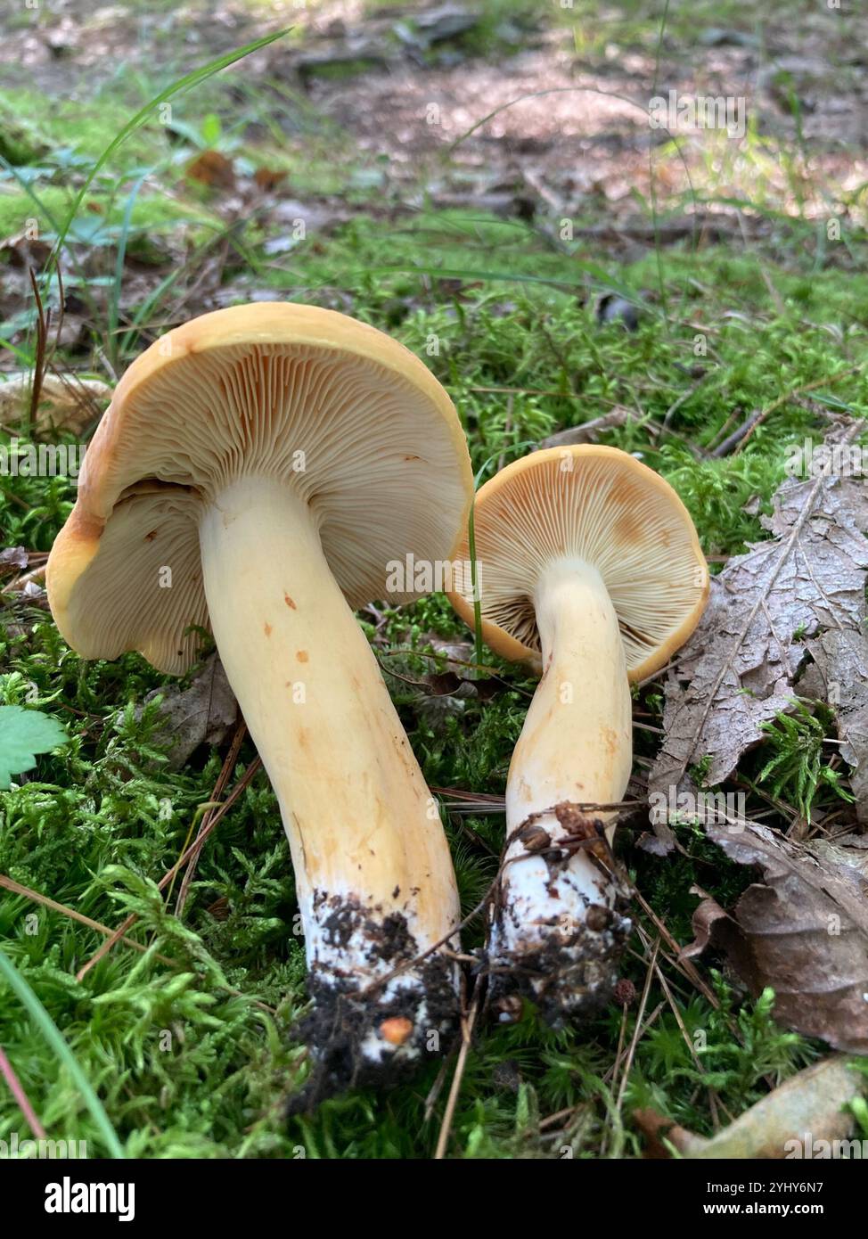 Weeping Milk Cap (Lactifluus volemus Stock Photo - Alamy