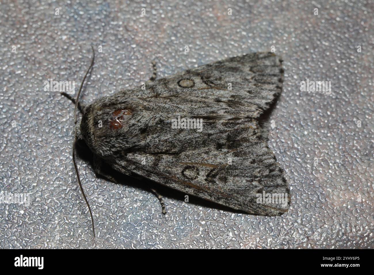 Sycamore Moth (Acronicta aceris Stock Photo - Alamy