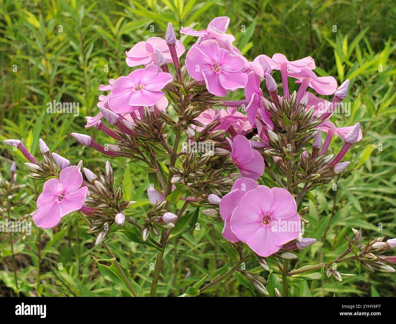 fall phlox (Phlox paniculata Stock Photo - Alamy