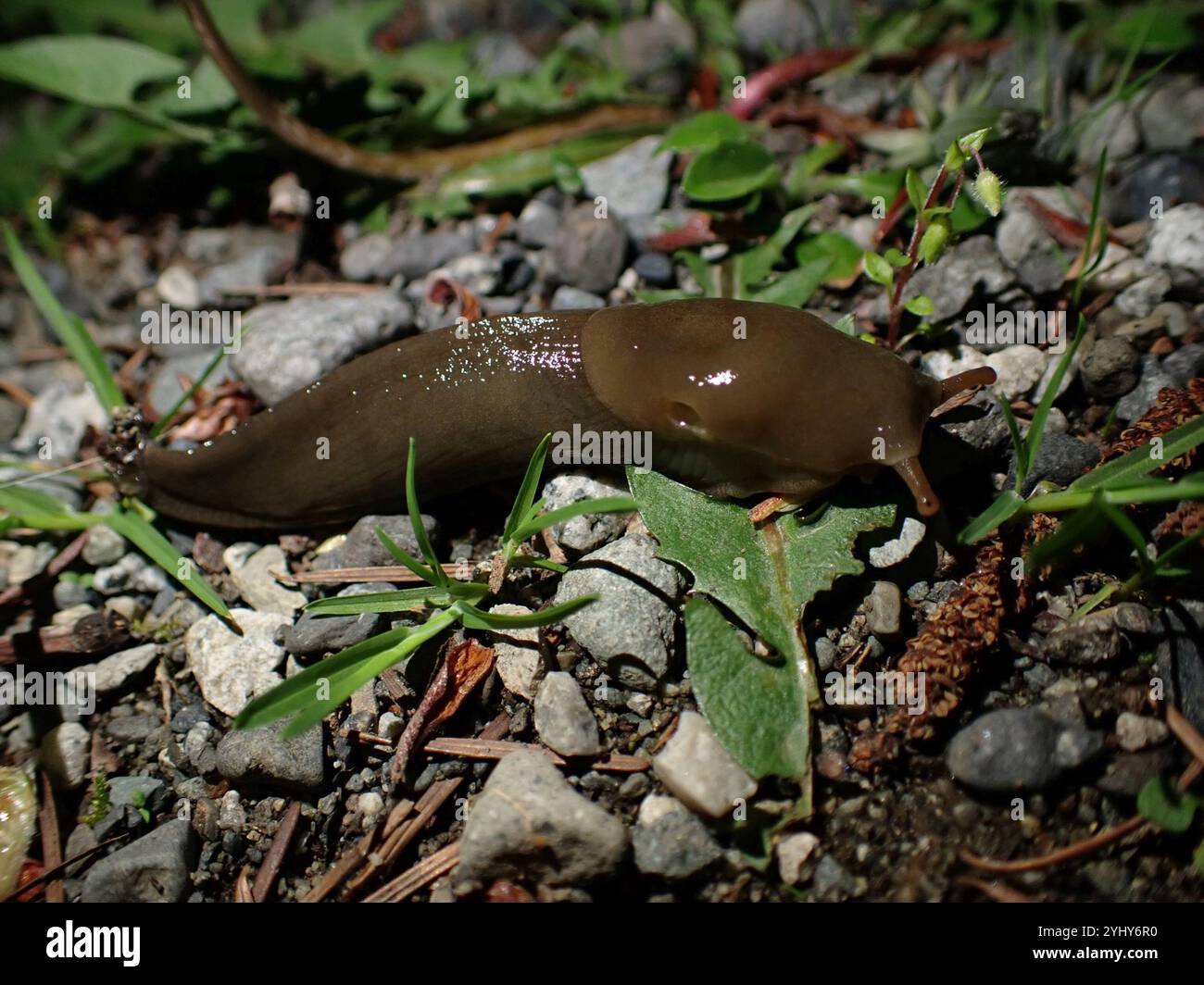 Pacific Banana Slug (Ariolimax columbianus Stock Photo - Alamy