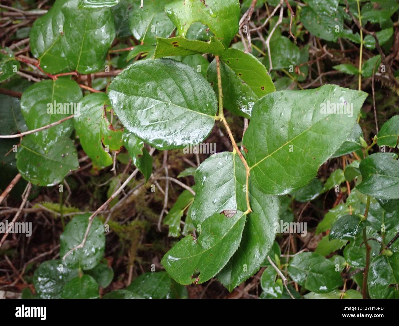 salal (Gaultheria shallon Stock Photo - Alamy