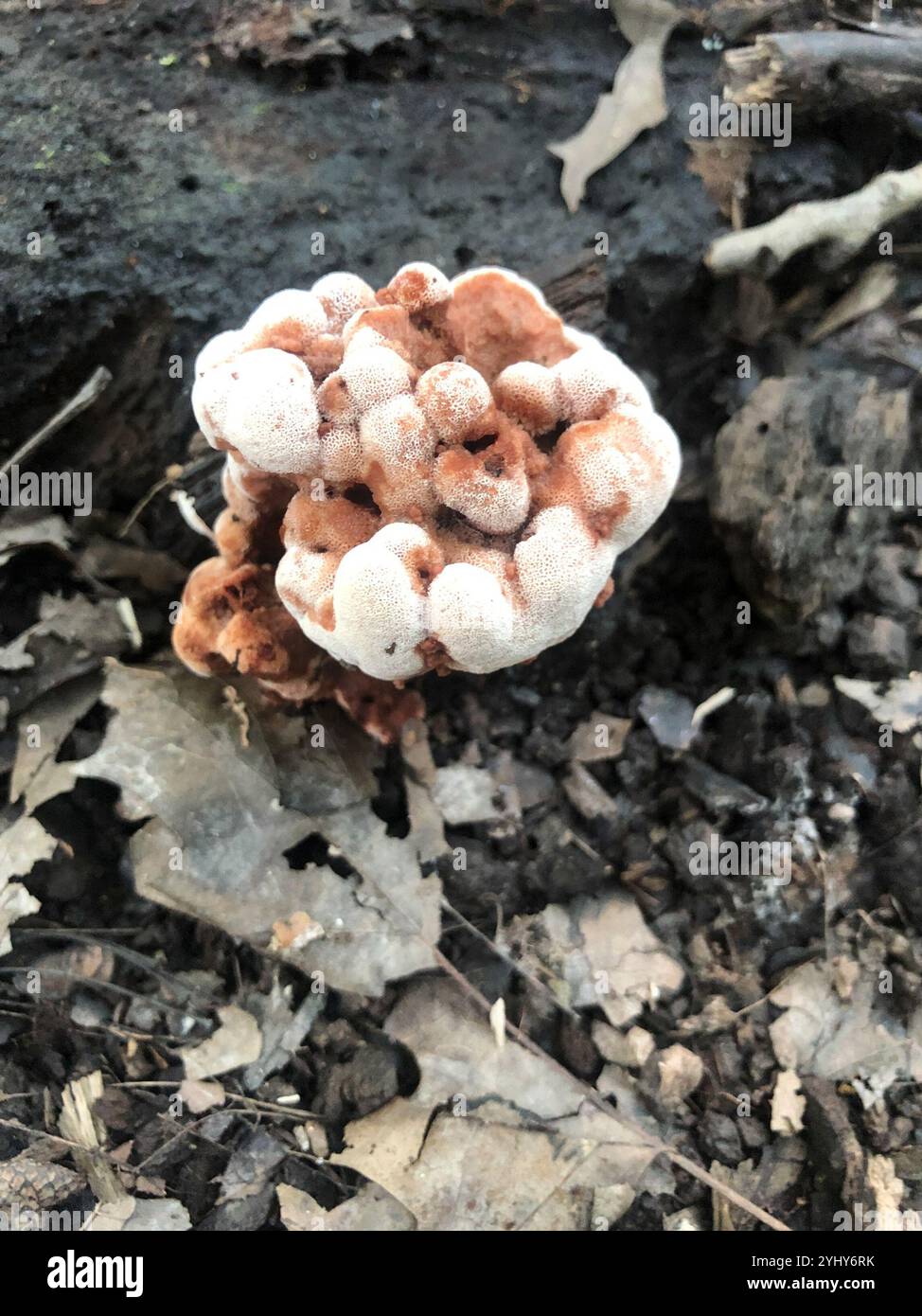 Blushing Rosette (Abortiporus biennis Stock Photo - Alamy
