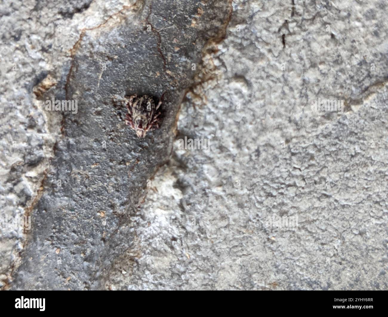 American Dog Tick (Dermacentor variabilis Stock Photo - Alamy