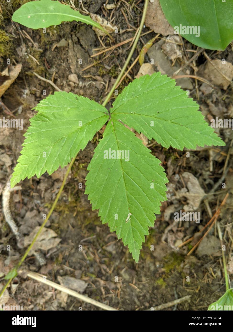 dwarf raspberry (Rubus pubescens Stock Photo - Alamy