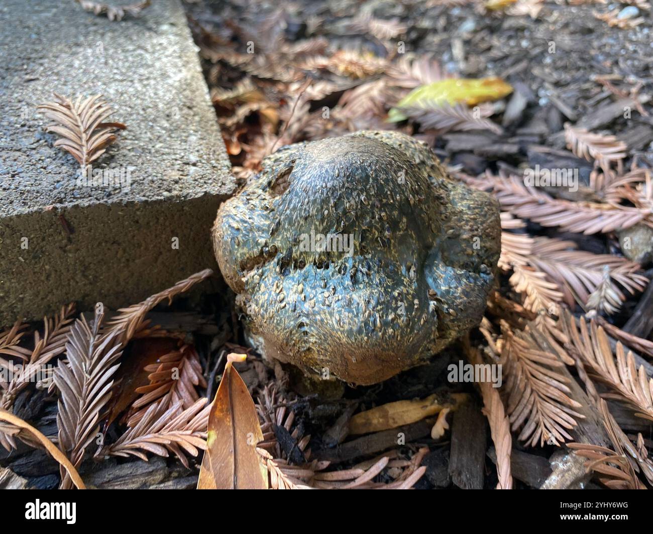 Dyeball (Pisolithus arhizus Stock Photo - Alamy