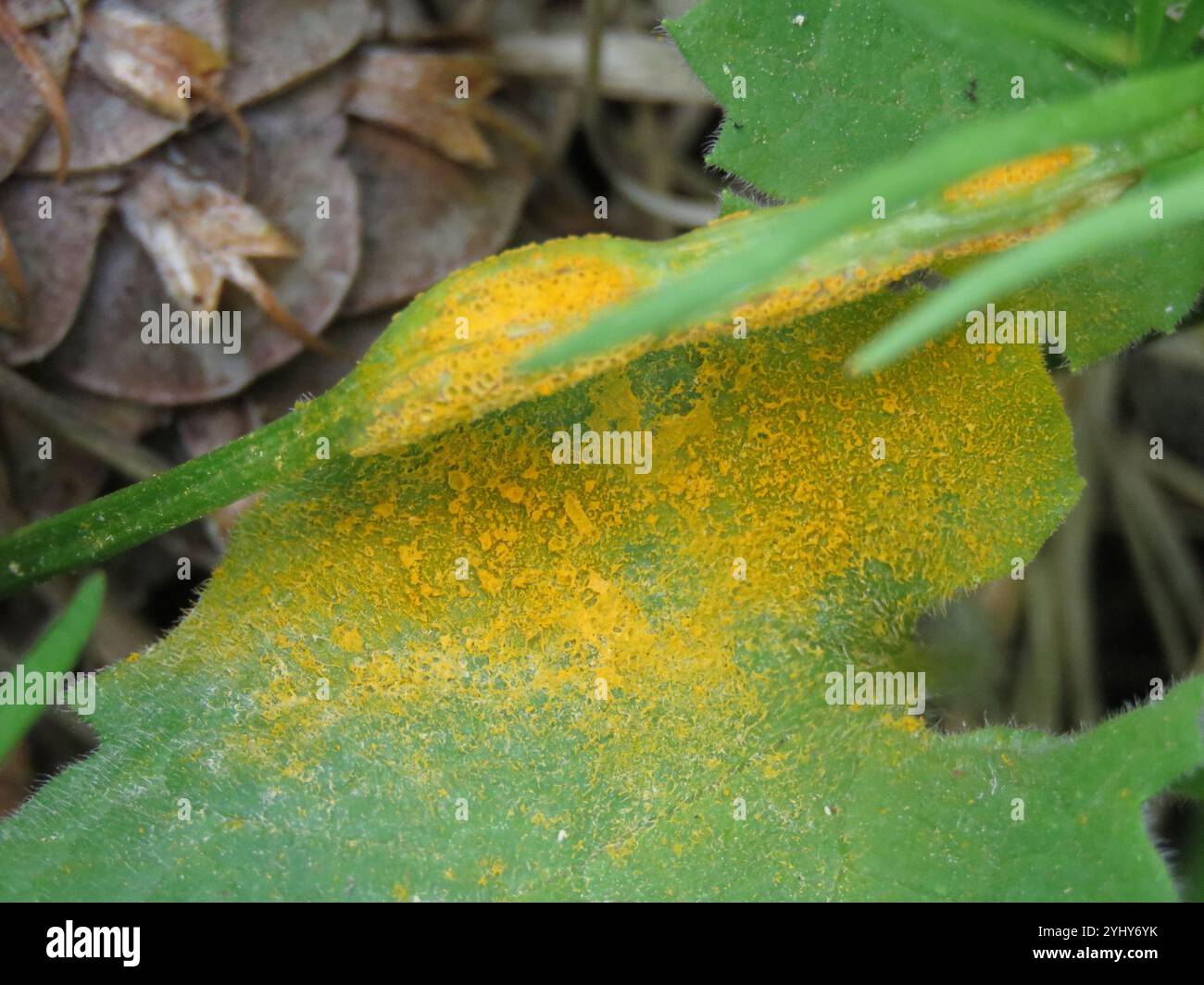 rust fungi (Pucciniales Stock Photo - Alamy