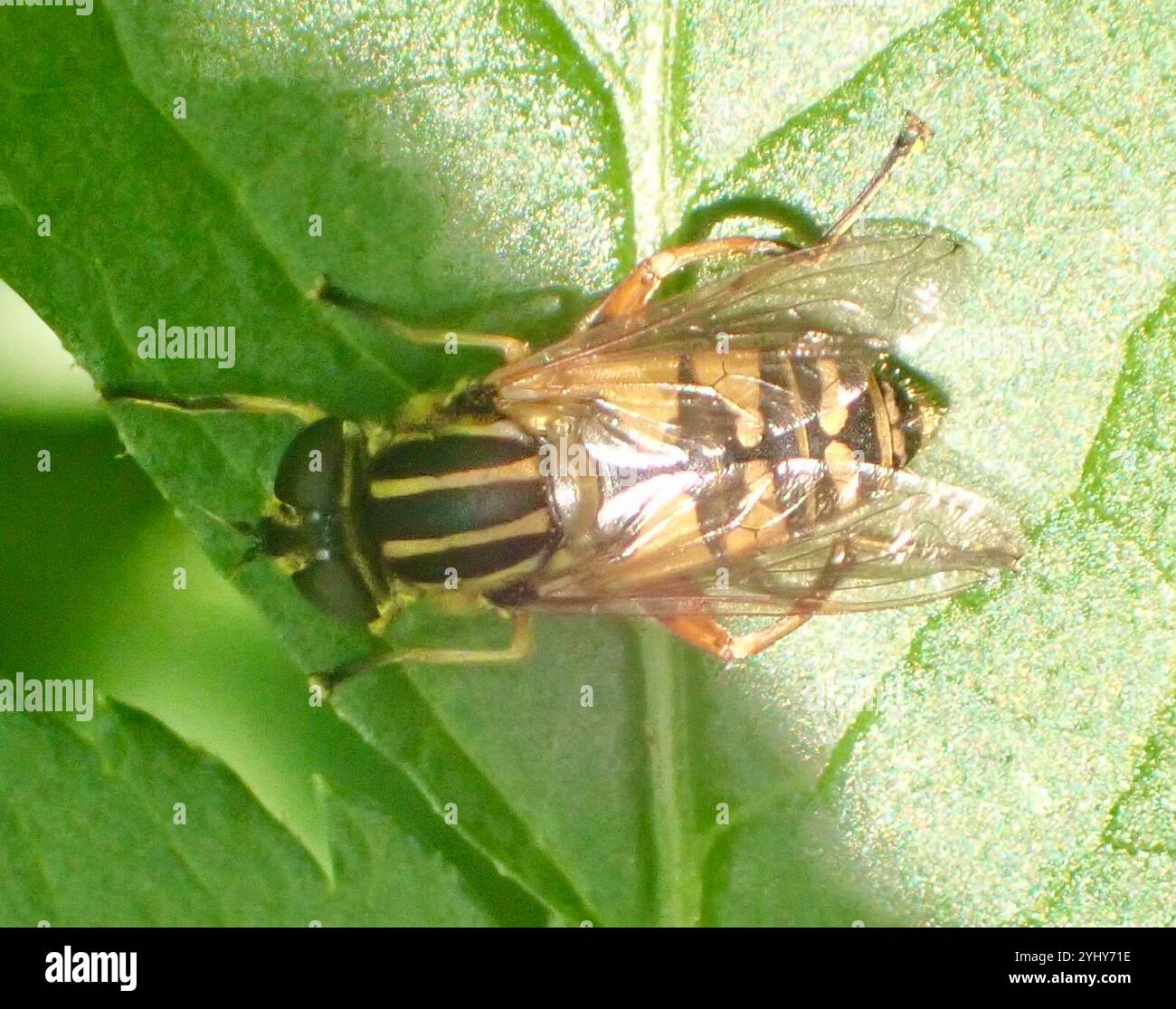 Sun Fly (Helophilus pendulus Stock Photo - Alamy