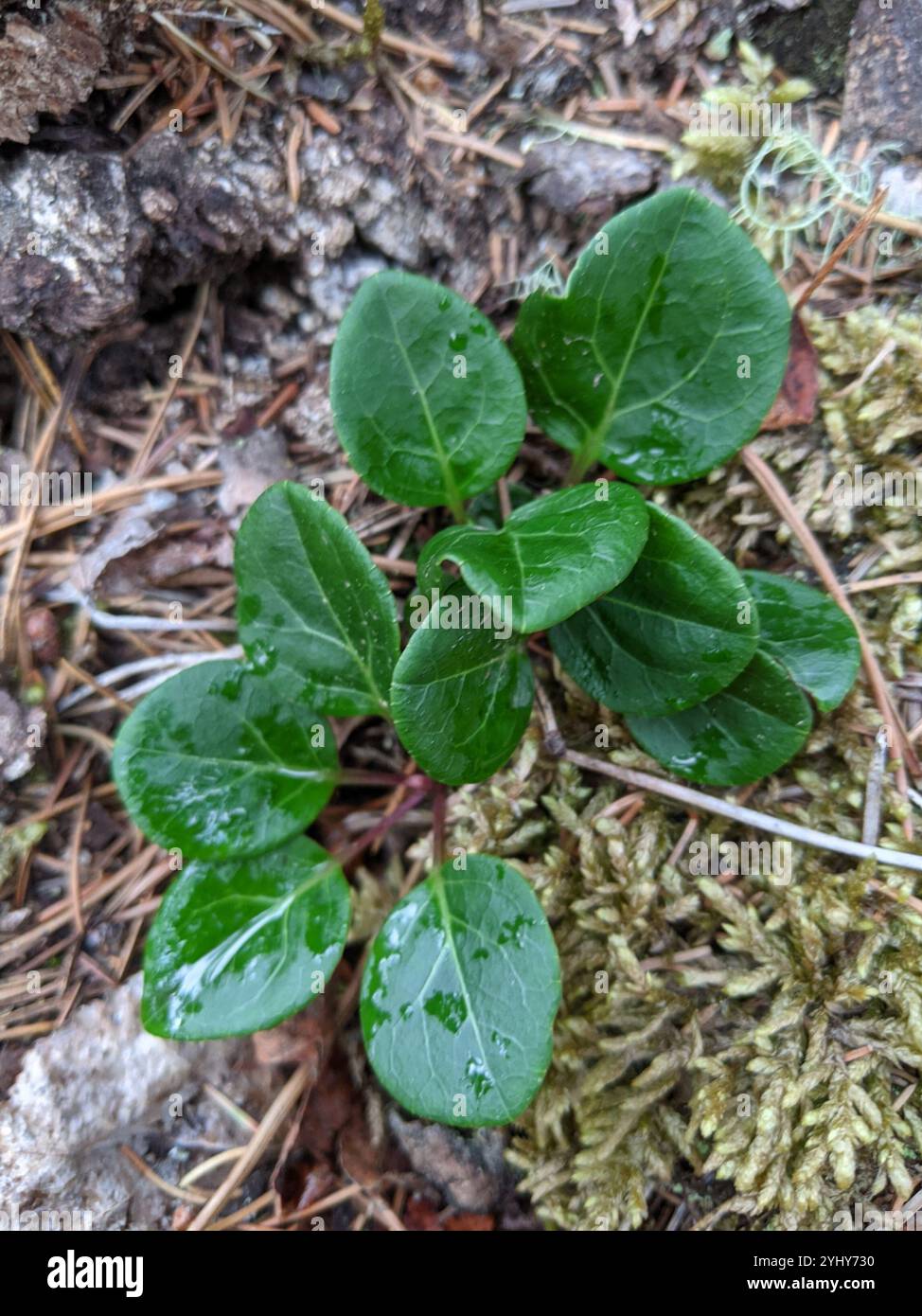 green-flowered wintergreen (Pyrola chlorantha Stock Photo - Alamy