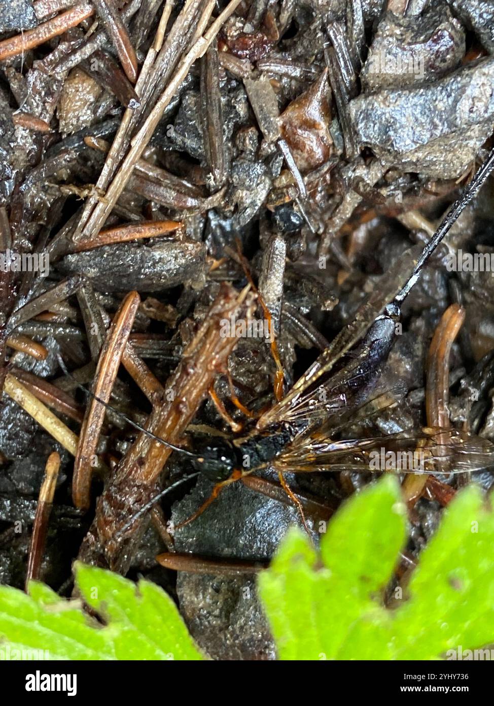 Dark-hipped Woodwasp (Xeris spectrum Stock Photo - Alamy