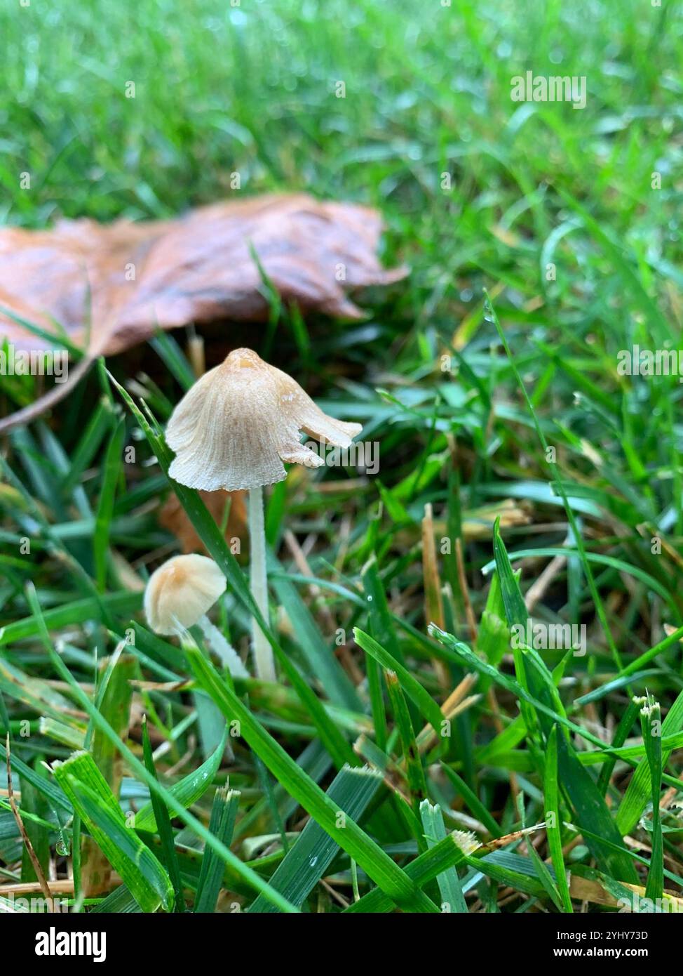 milky conecap (Conocybe apala Stock Photo - Alamy