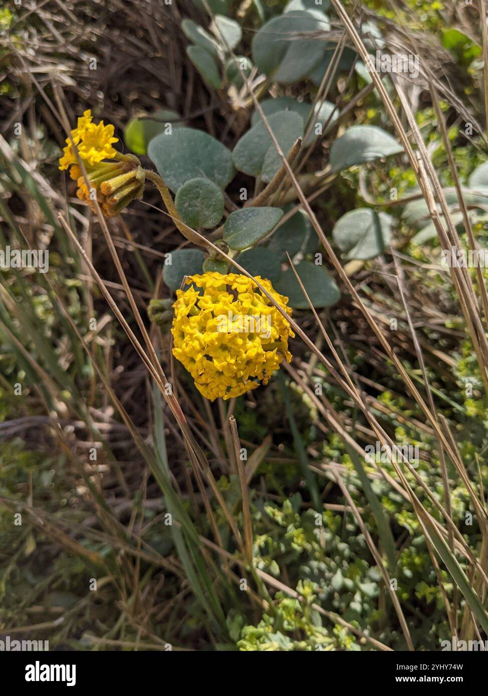 Yellow Sand Verbena (Abronia latifolia Stock Photo - Alamy