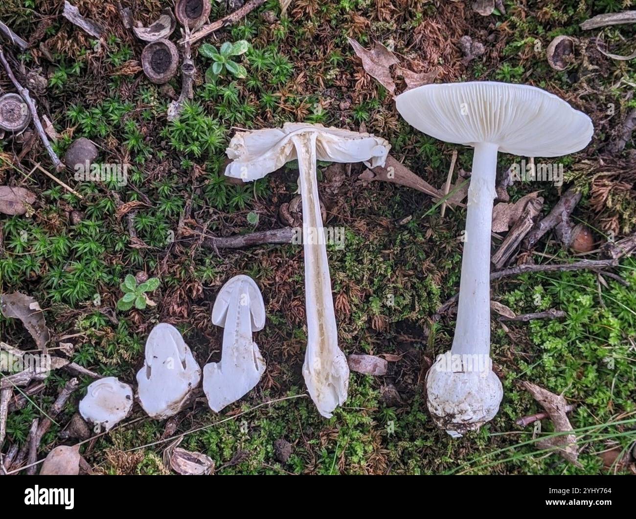 Phalloideae hi-res stock photography and images - Alamy