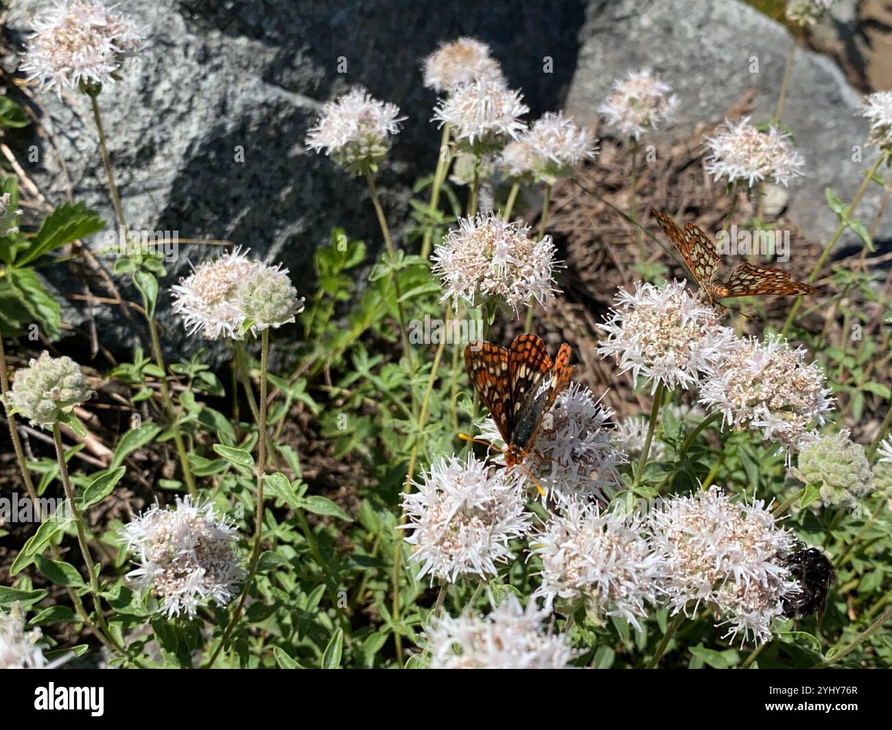 mountain coyote mint (Monardella odoratissima Stock Photo - Alamy