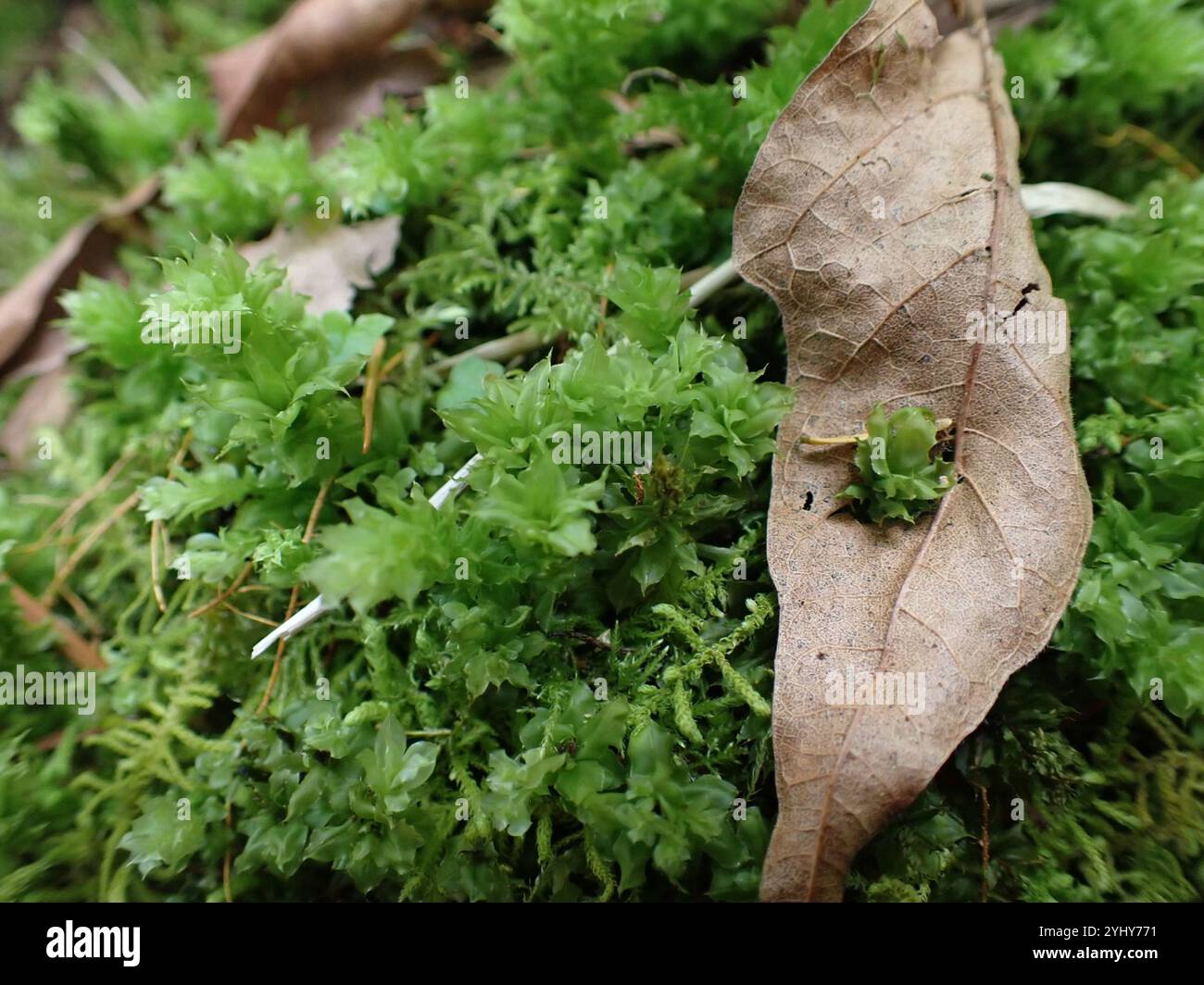 Thyme and Allied Mosses (Plagiomnium Stock Photo - Alamy