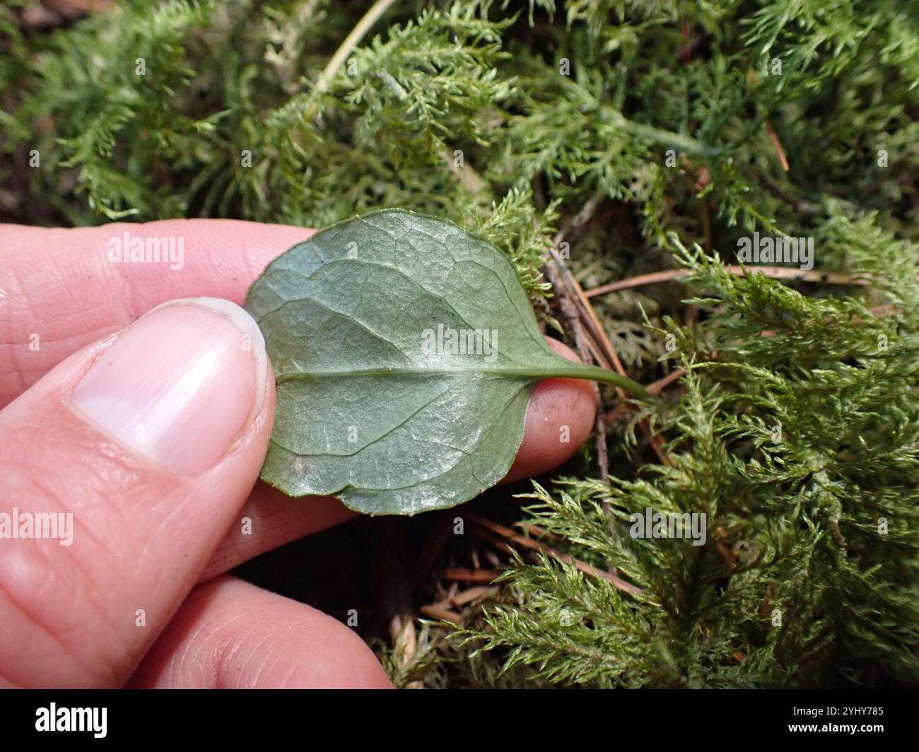 Monotropes hi-res stock photography and images - Alamy