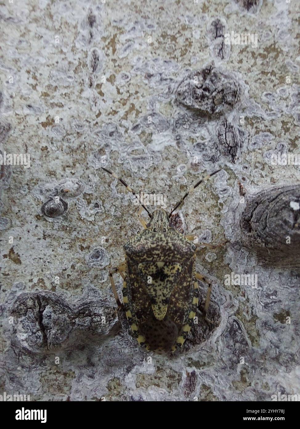 Mottled Stink Bug (Rhaphigaster nebulosa Stock Photo - Alamy