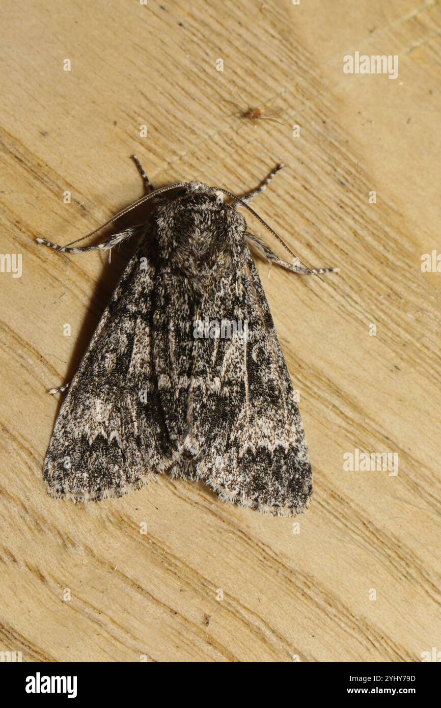 Poplar Grey (Acronicta megacephala Stock Photo - Alamy