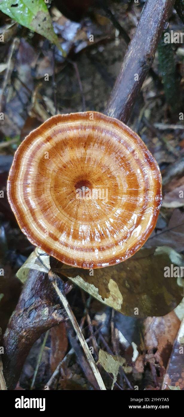 yellow stemmed micropore (Microporus xanthopus Stock Photo - Alamy