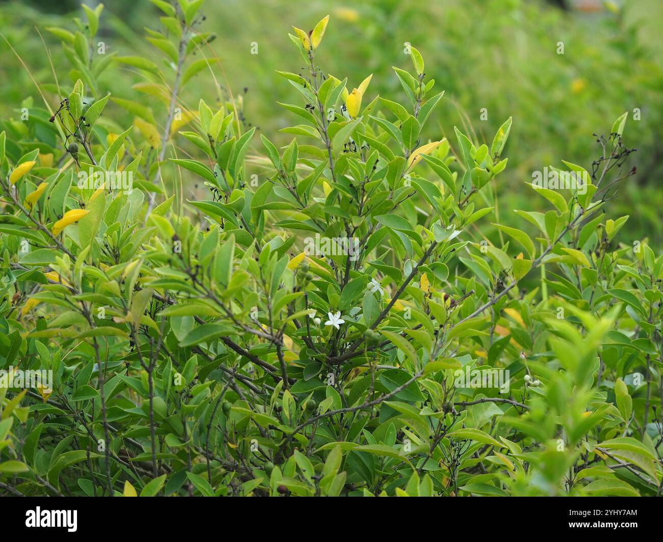scrambling clerodendrum (Volkameria inermis Stock Photo - Alamy