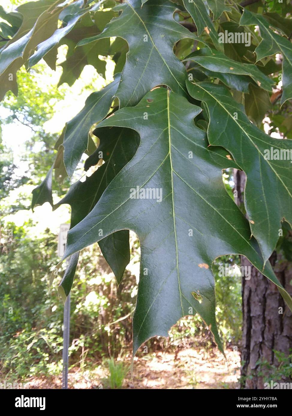 southern red oak (Quercus falcata Stock Photo - Alamy